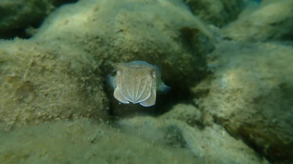 Hooded cuttlefish Stock Photos, Royalty Free Hooded cuttlefish Images ...