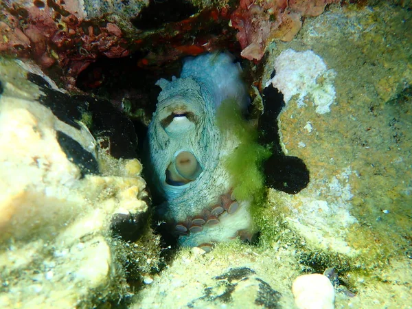 Octopus face Stock Photos, Royalty Free Octopus face Images | Depositphotos