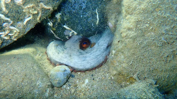 Octopus beak Stock Photos, Royalty Free Octopus beak Images | Depositphotos