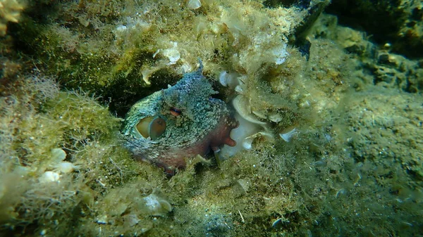 Octopus beak Stock Photos, Royalty Free Octopus beak Images | Depositphotos