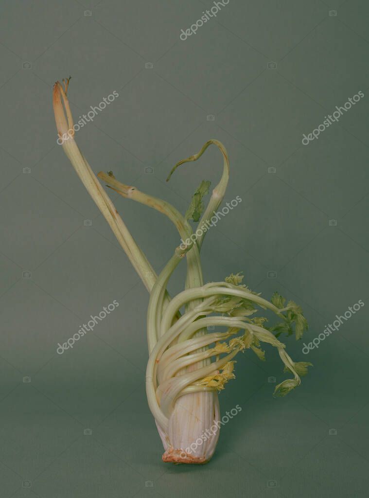 germinación de apio vegetal sobre fondo verde 2022