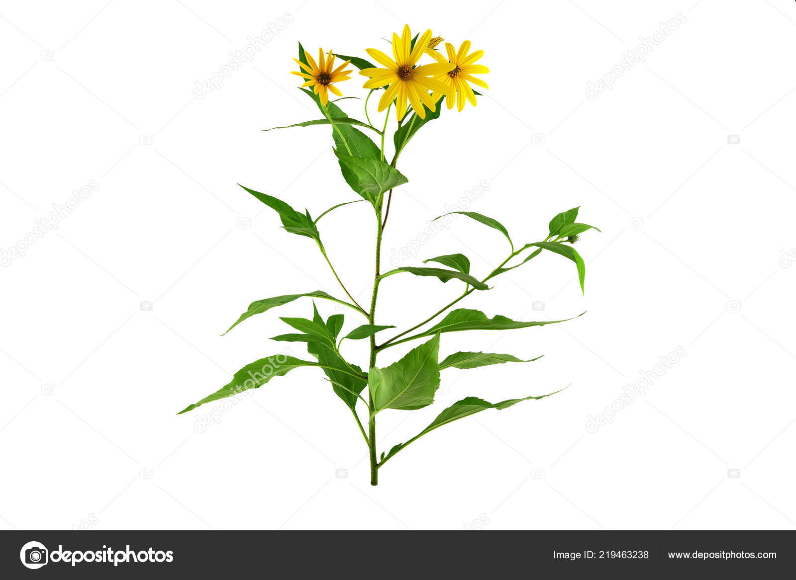 Helianthus Tuberosus Flower Plant Also Jerusalem Artichoke Sunroot ...