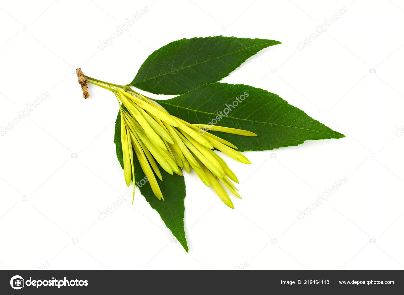 Ash Tree Fraxinus Twig Seeds Leaves Isolated White Background Stock ...