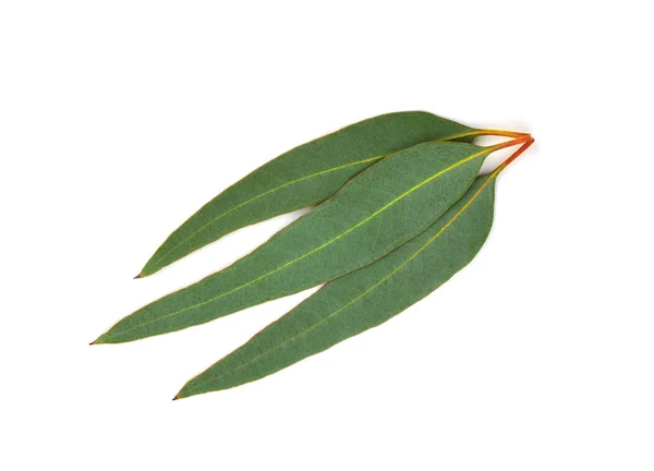 Eucalyptus (Blue Gum) Leaves. Used for Tincture, Essential Oil or Tea ...