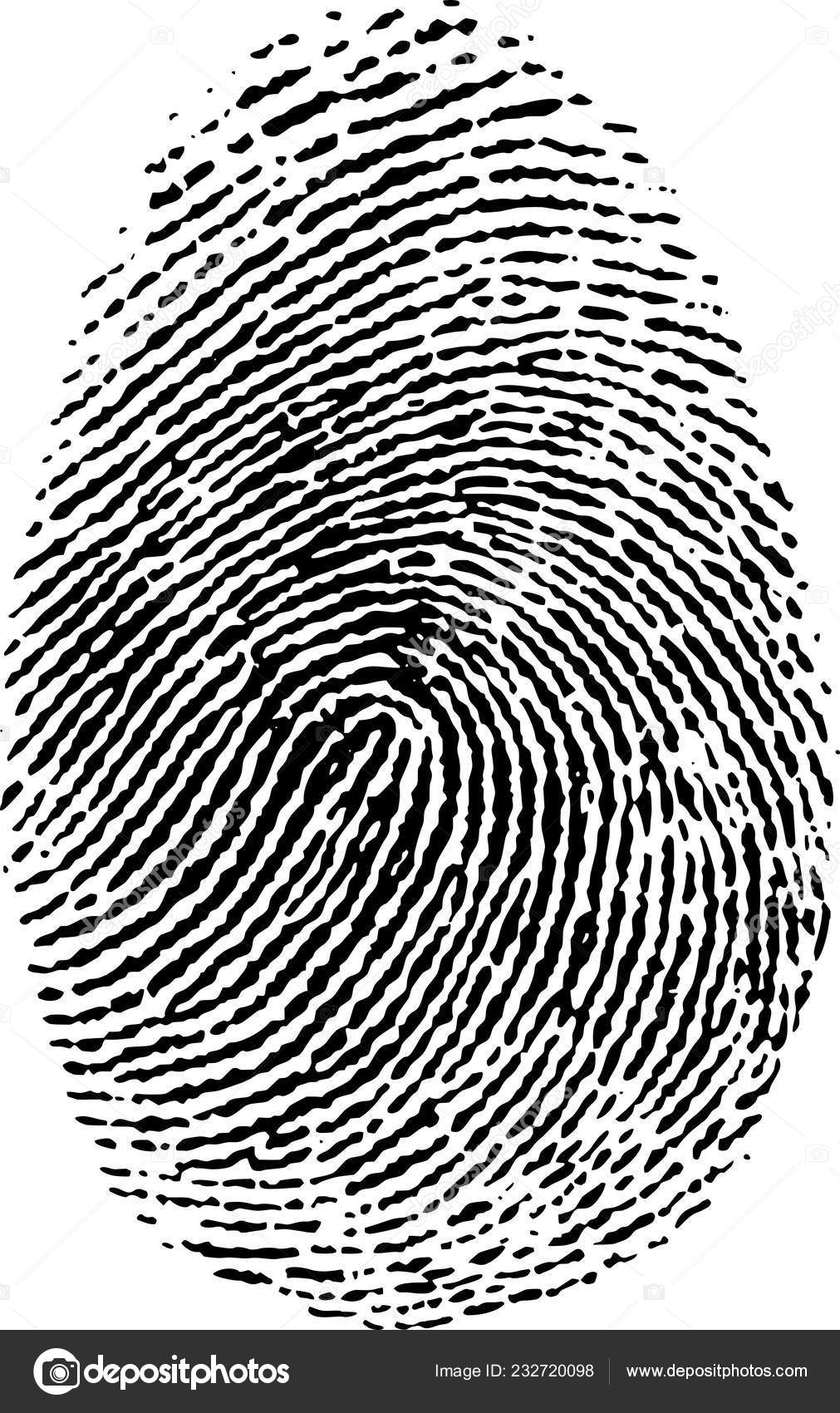 High Quality Illustration Human Fingerprint Isolated White Background ... High Quality Illustration Human Fingerprint Isolated White Background ...