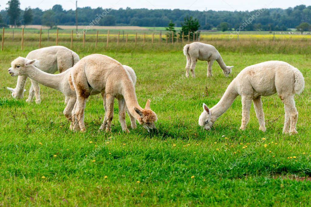 Manada de shaggy suri alpacas en el pasto verde. Graciosa alpaca animal ...