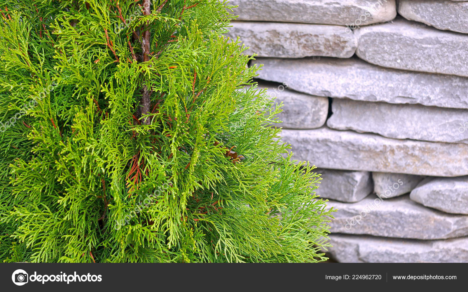 Small Thuja Trees Green Trees Park — Stock Photo © Param-vedya #224962720