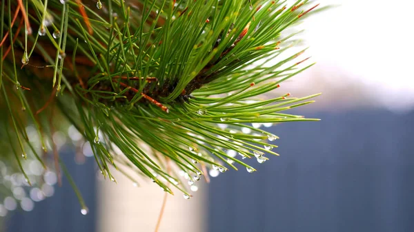 Branch rain Images - Search Images on Everypixel