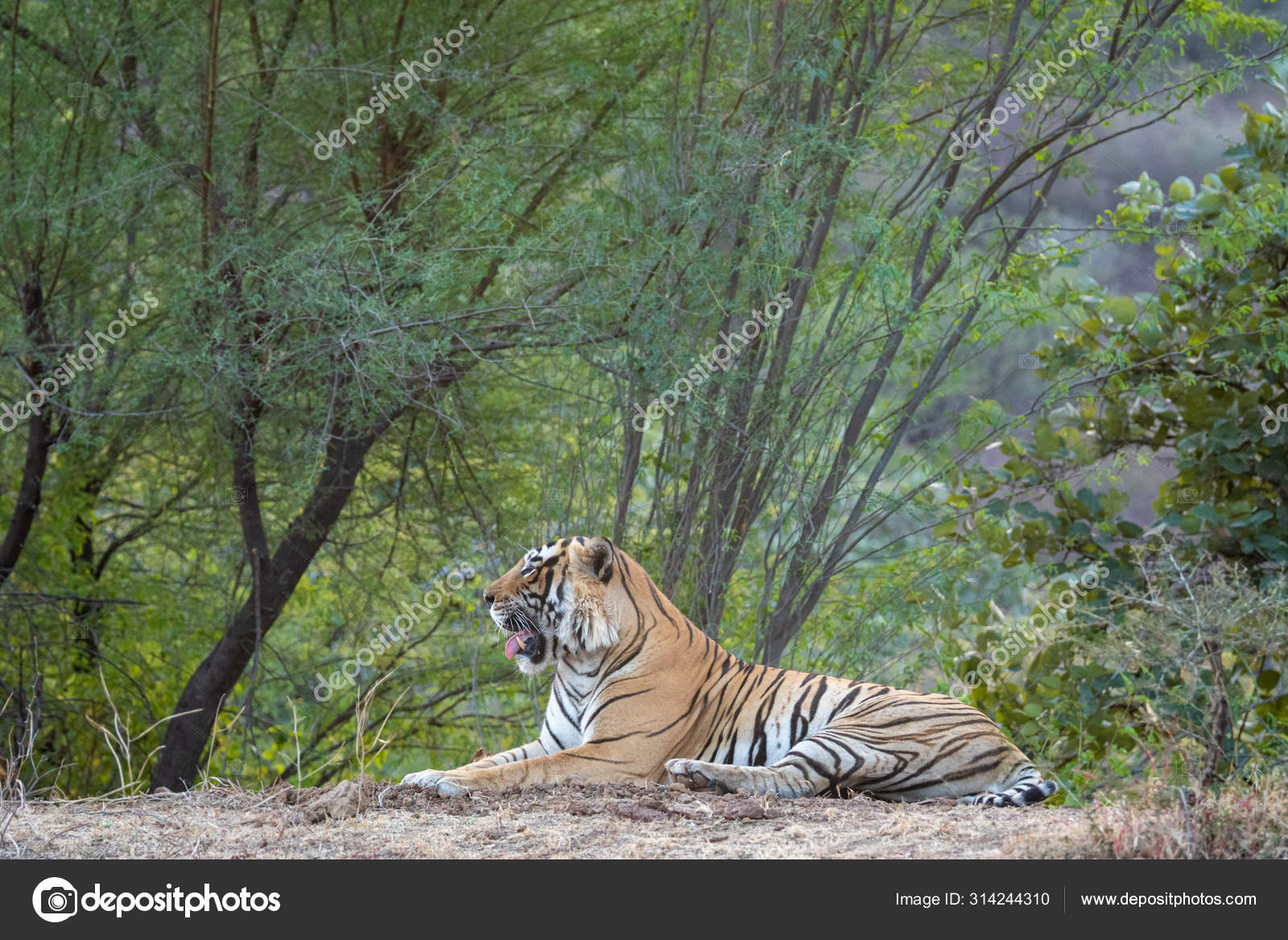 Wild Male Bengal Tiger Fateh T42 Resting Green Background Evening Stock ...
