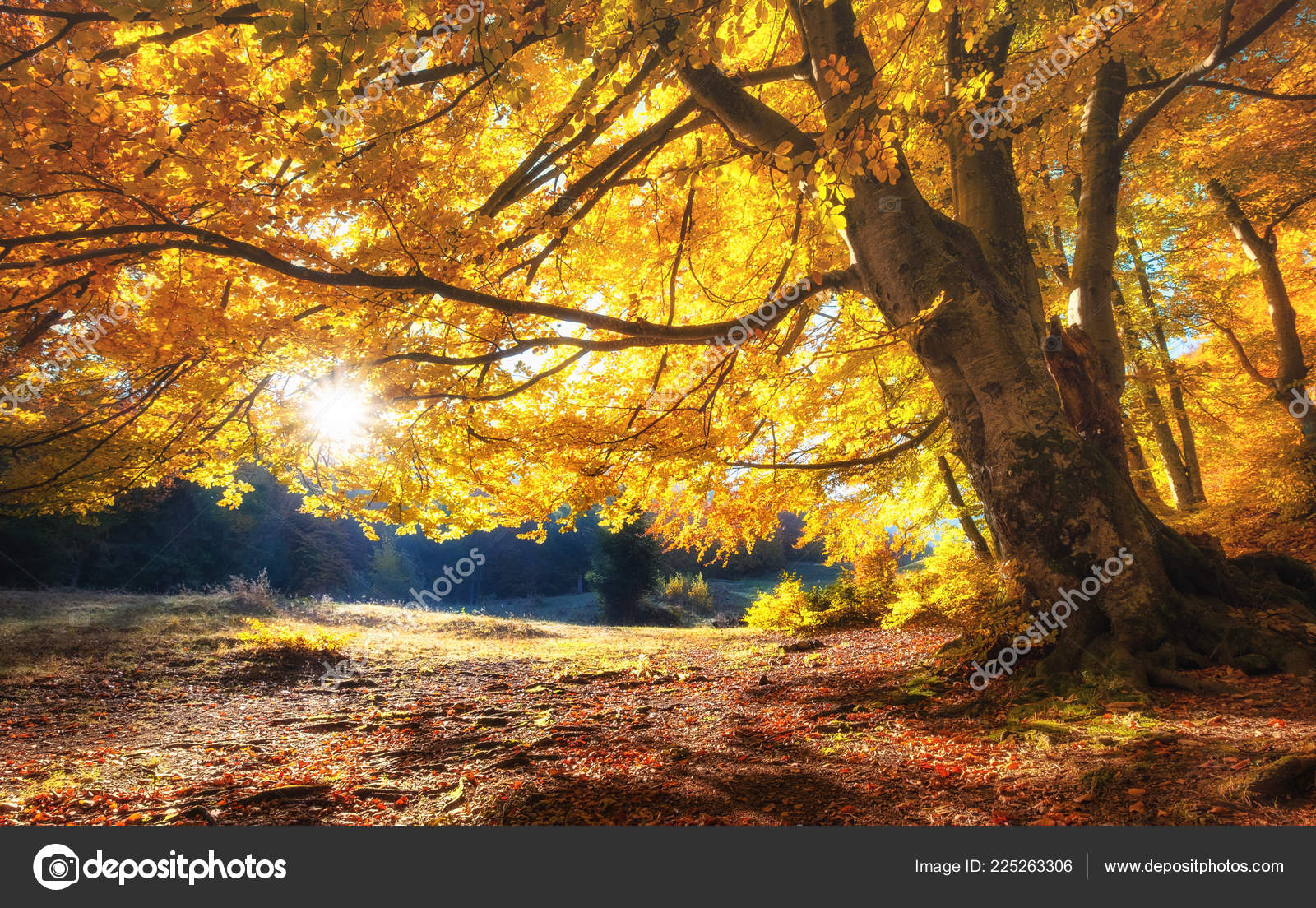 Sun Rays Autumn Trees Natural Autumn Landscape Forest Autumn Forest ...
