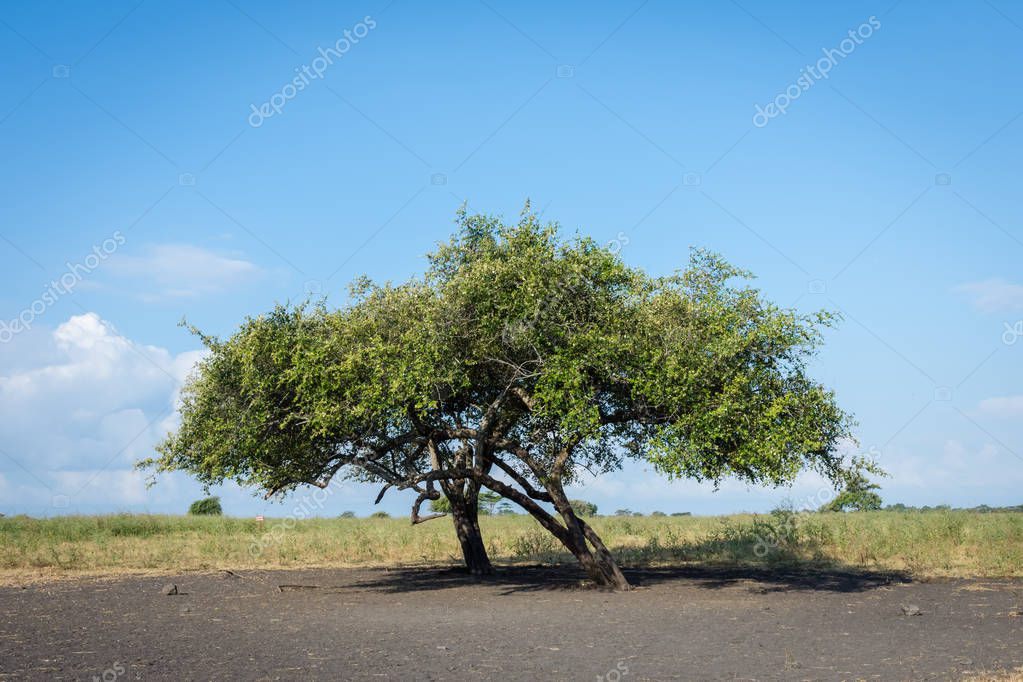 Un árbol único en Savanna Bekol o también conocido como Africa Van Java ...