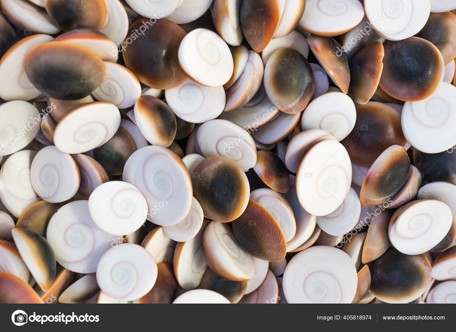 Texture All Seashells Background — Stock Photo © vikfedo #405818974