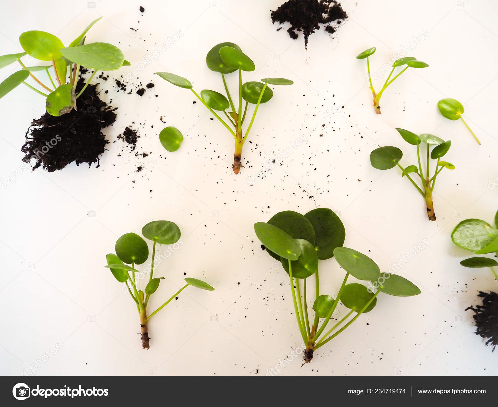 Cuttings Pilea Peperomioides Pancake Plant White Background Stock Photo ...