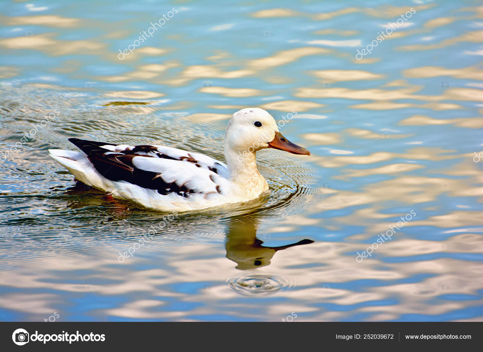 Albino Mallard Floating Water Close Stock Photo by ©BIKTOP 252039672