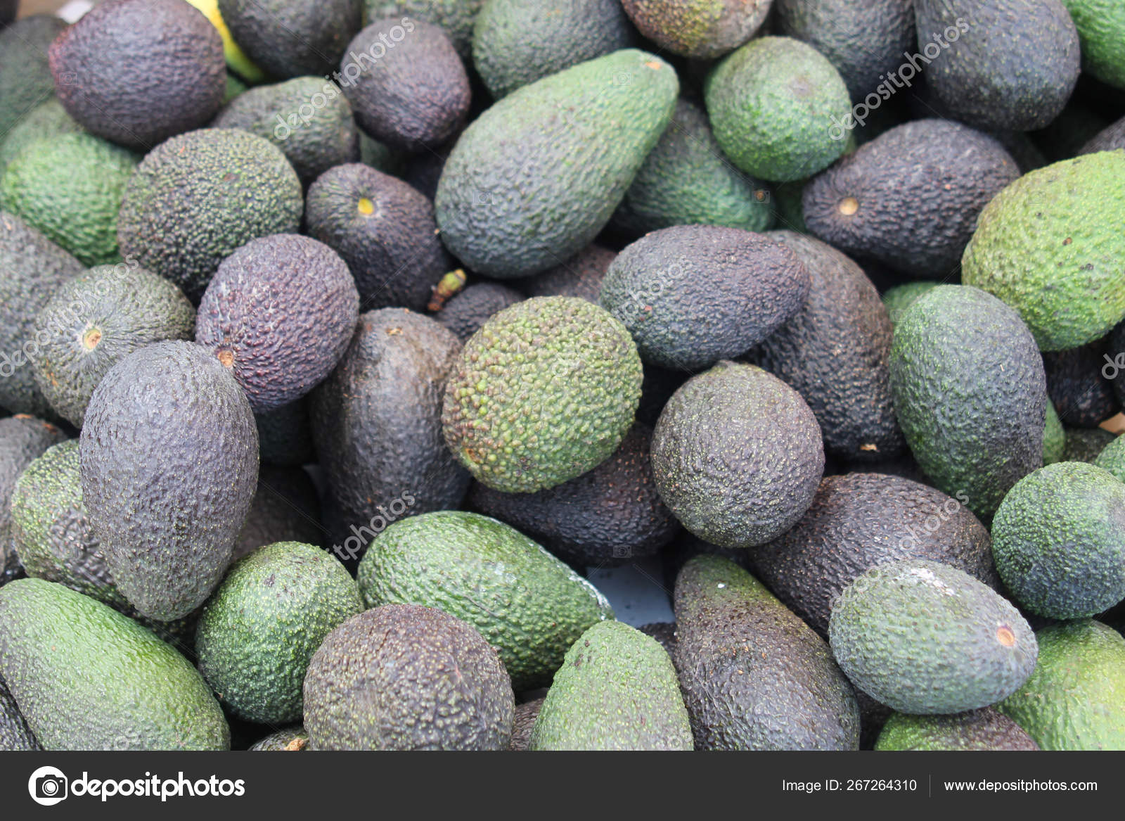 Close Large Pile Ripe 'Hass' Avocado Pearsfor Sale Cypriot Farmer's ...