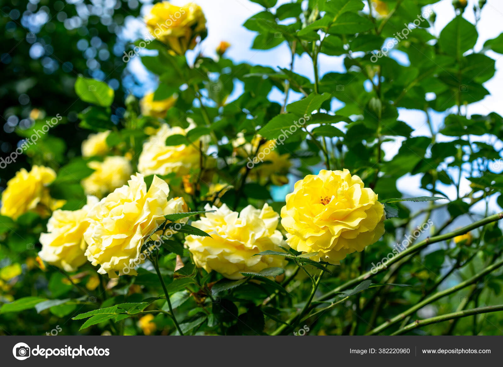 Yellow Rose Bush Grows Nature — Stock Photo © NariArt #382220960