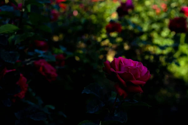 Four roses Stock Photos, Royalty Free Four roses Images | Depositphotos