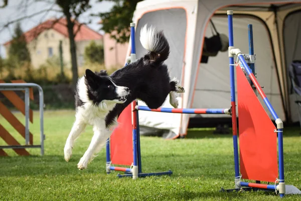 Dance agility Stock Photos, Royalty Free Dance agility Images ...