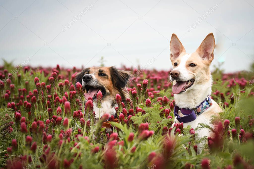 Retrato de dos perros, que están sentados en trébol carmesí. Son chicas ...