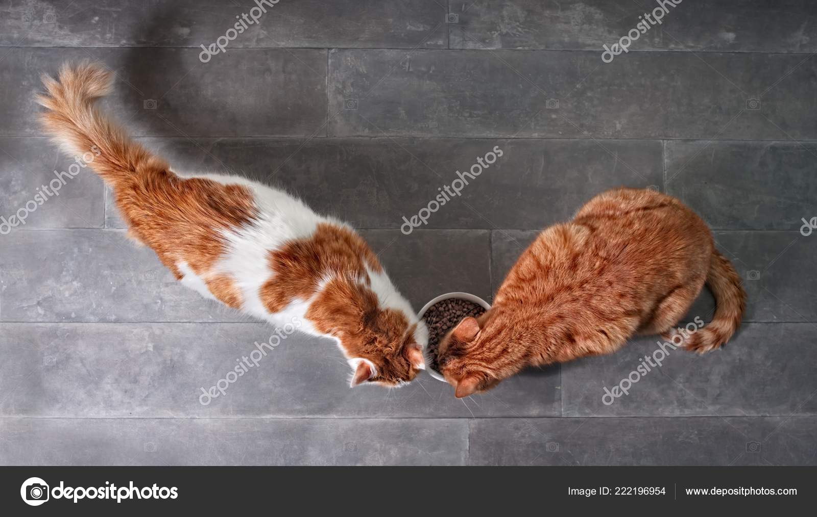 Two Cute Tabby Cats Eating Together Dry Food White Bowl Stock Photo by ...