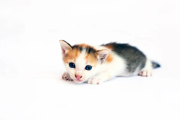 Cute Fluffy Calico Cats