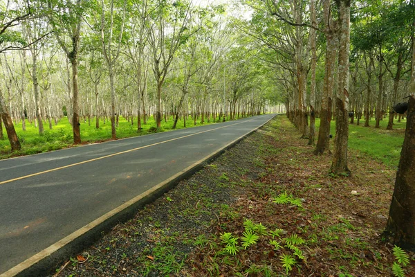 Philippines road Stock Photos, Royalty Free Philippines road Images ...