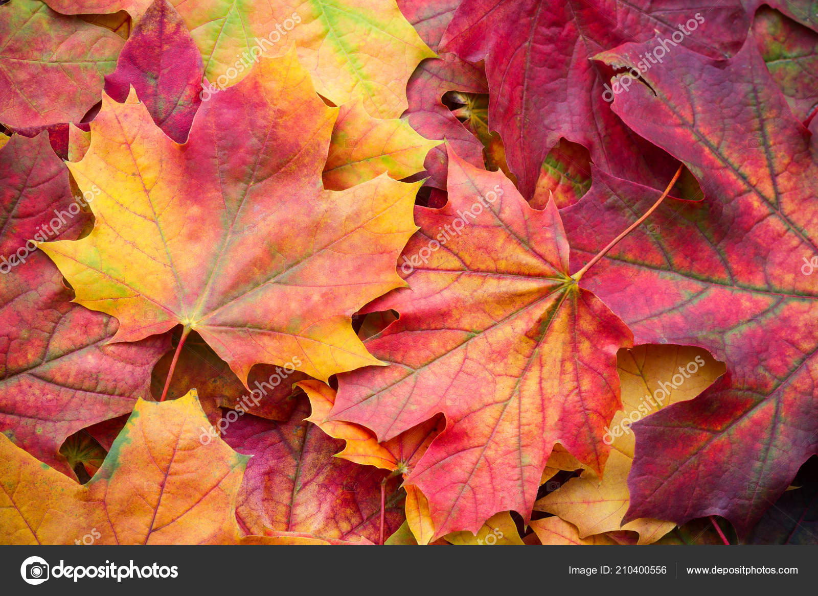Amazing Multicolor Background Natural Autumn Foliage Colorful ...
