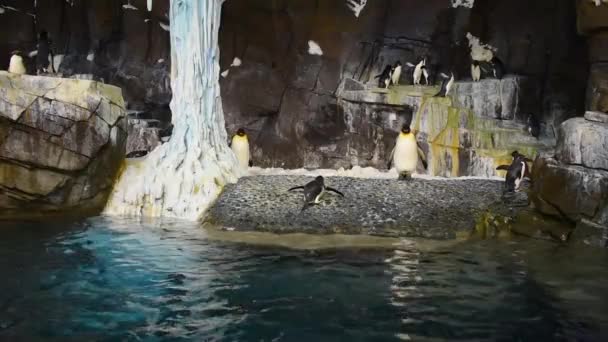 Orlando Florida July 2019 Penguin Comes Out Water Jumping Seaworld ...