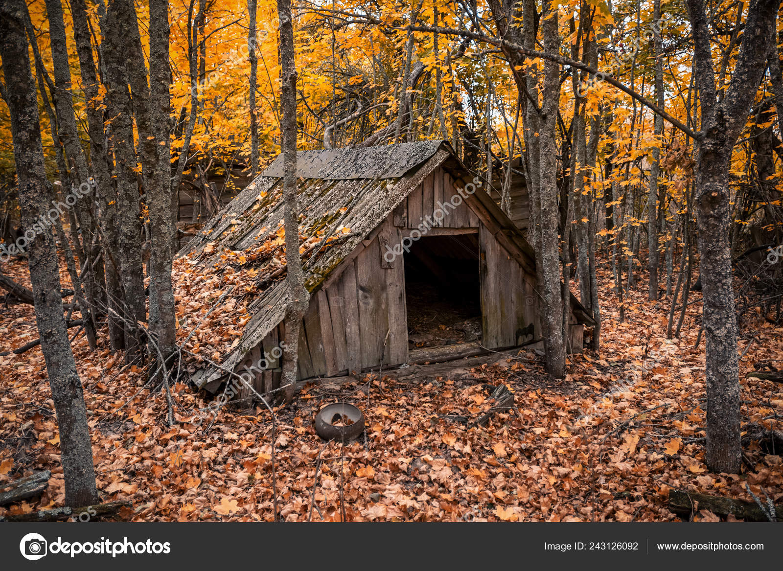 Abandoned Yard Overgrown Wild Plants Started Yellow Chernobyl Exclusion ...