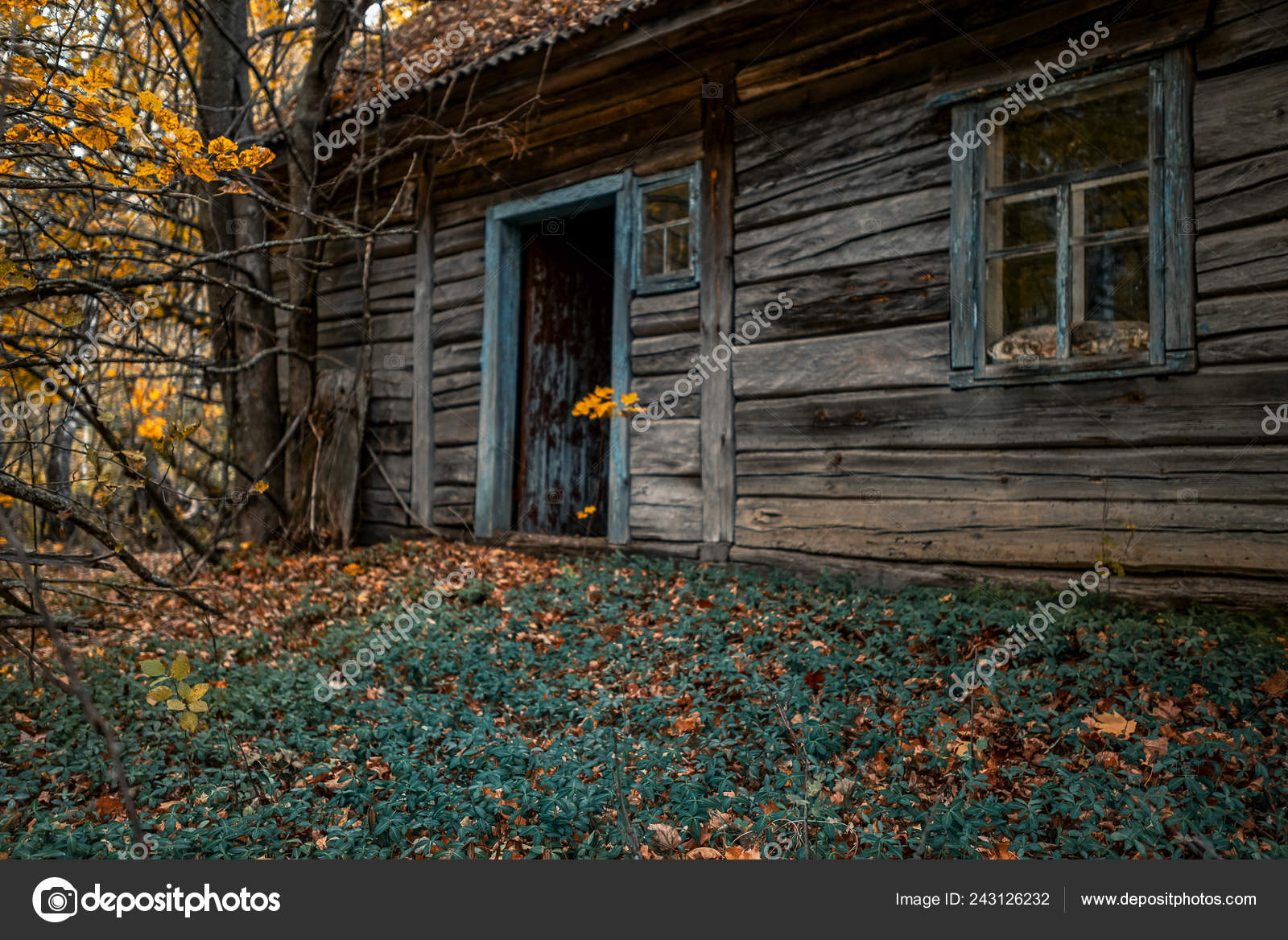 Yard Overgrown Wild Plants Started Yellow Chernobyl Exclusion Zone ...