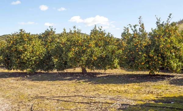 Citrus field Stock Photos, Royalty Free Citrus field Images | Depositphotos