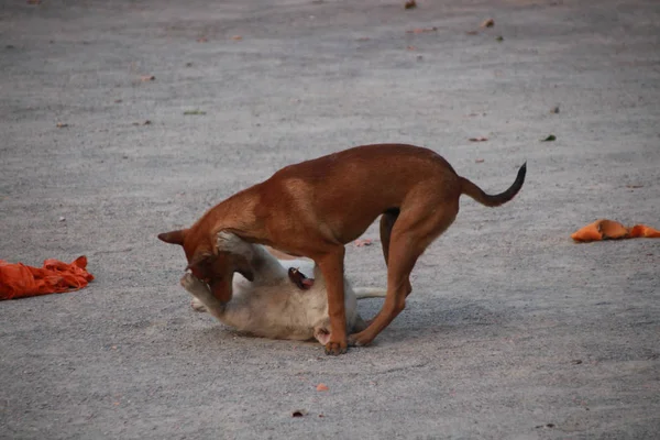 Dog mating Stock Photos, Royalty Free Dog mating Images | Depositphotos