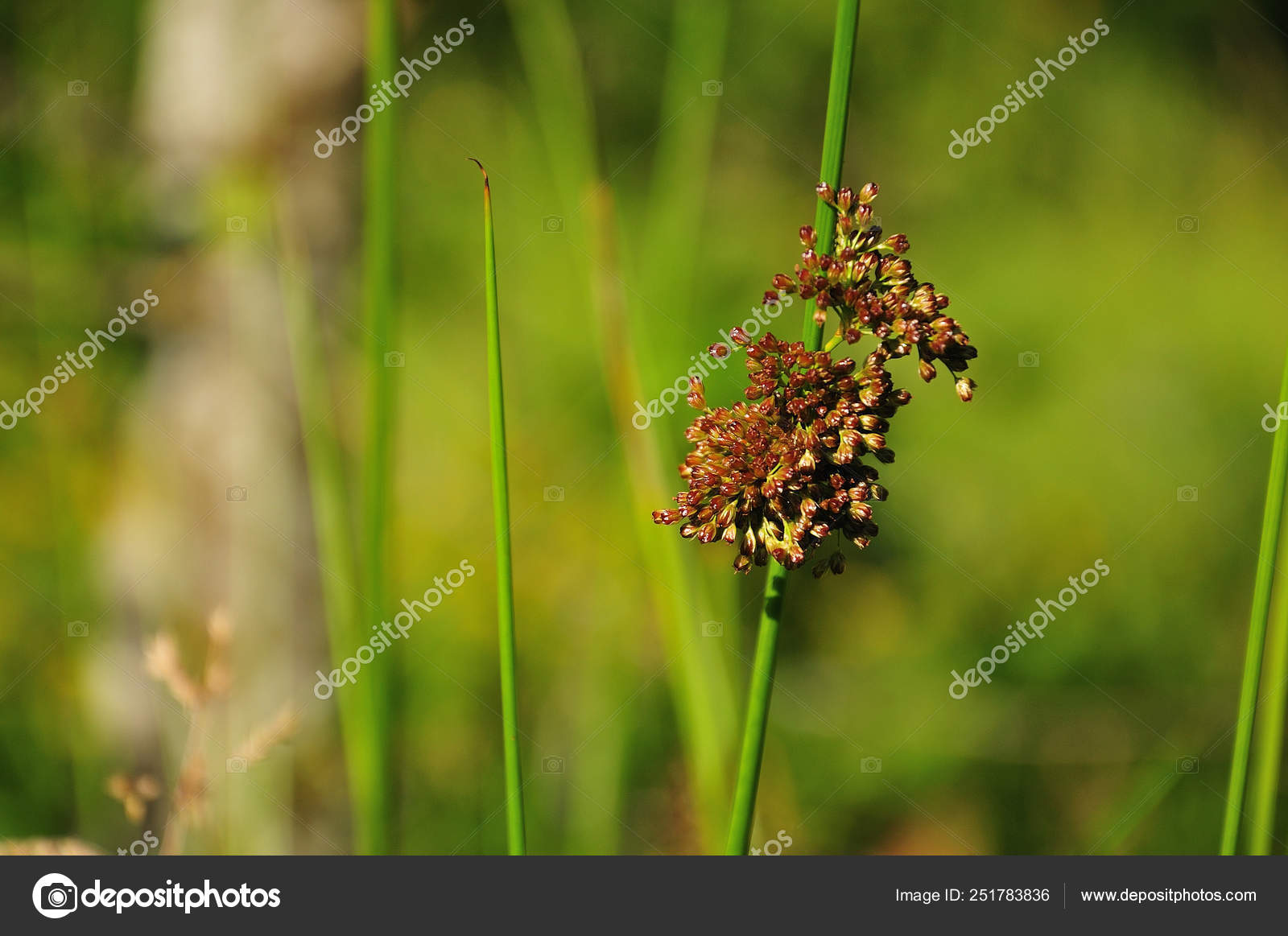 Flower of a compact rush Stock Photo by ©cadama 251783836