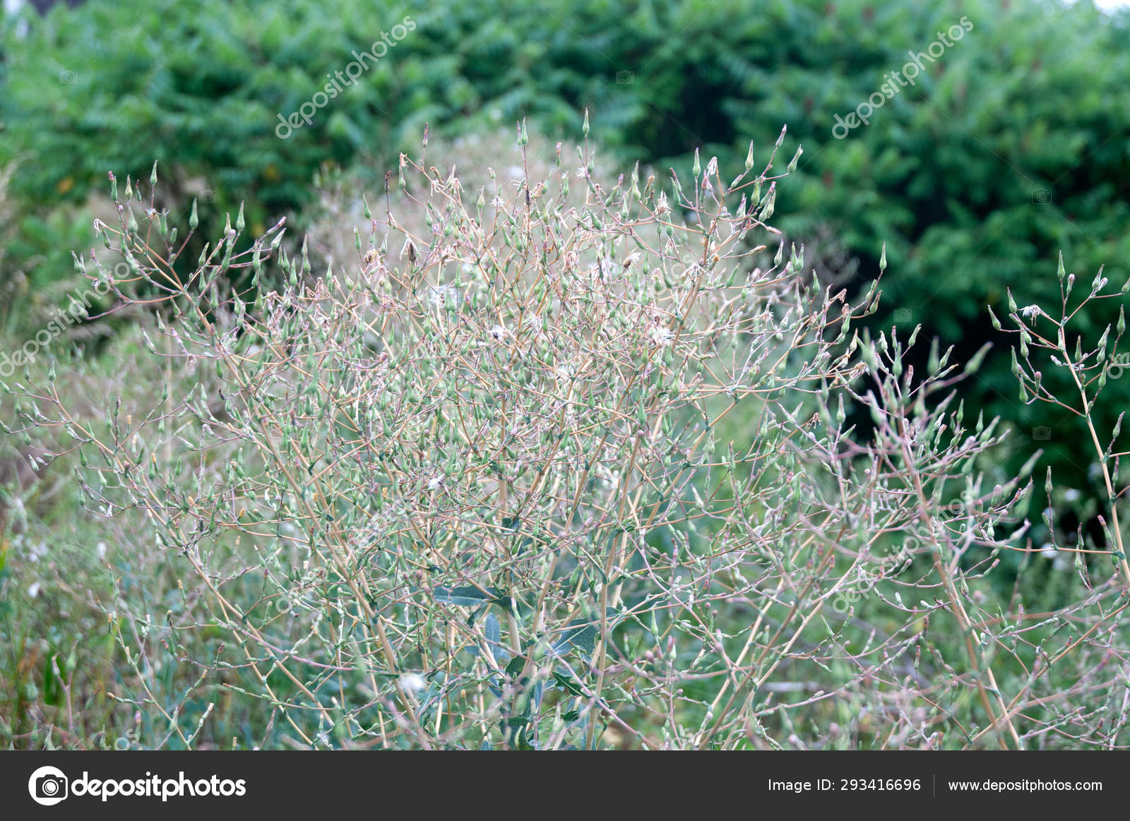 Wilted flowers of a hawk weed plant in meadow — Stock Photo © cadama ...