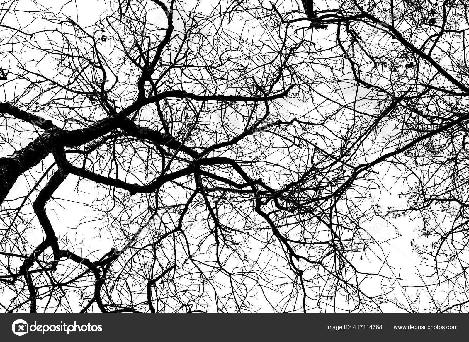 Simple Black And White Tree Branches