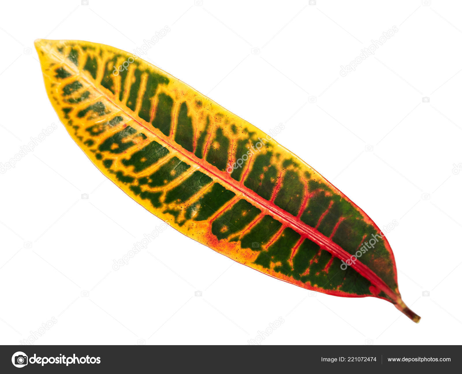 Codiaeum Variegatum Garden Croton Variegated Croton Foliage Close ...