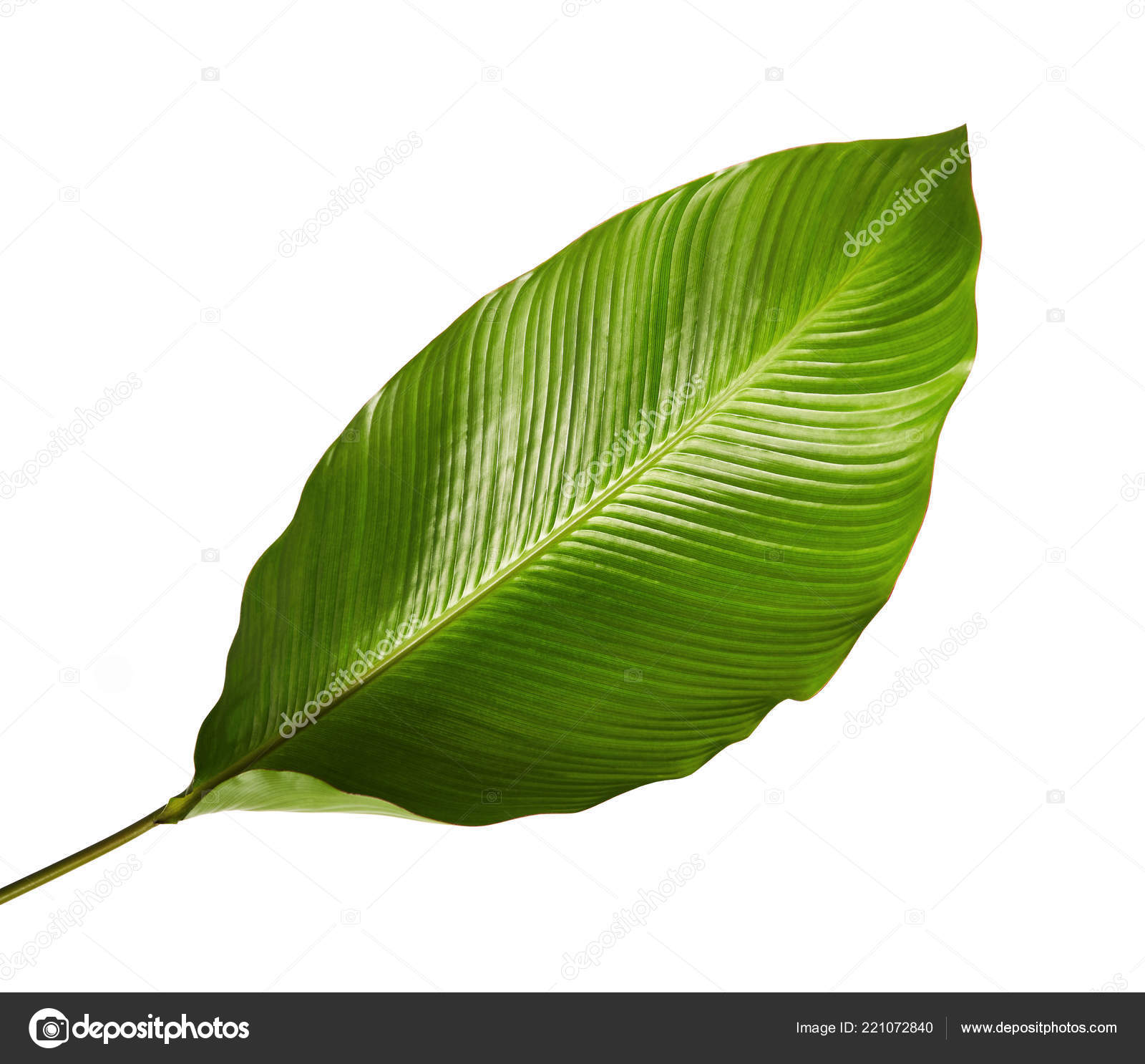 Large Tropical Leaves