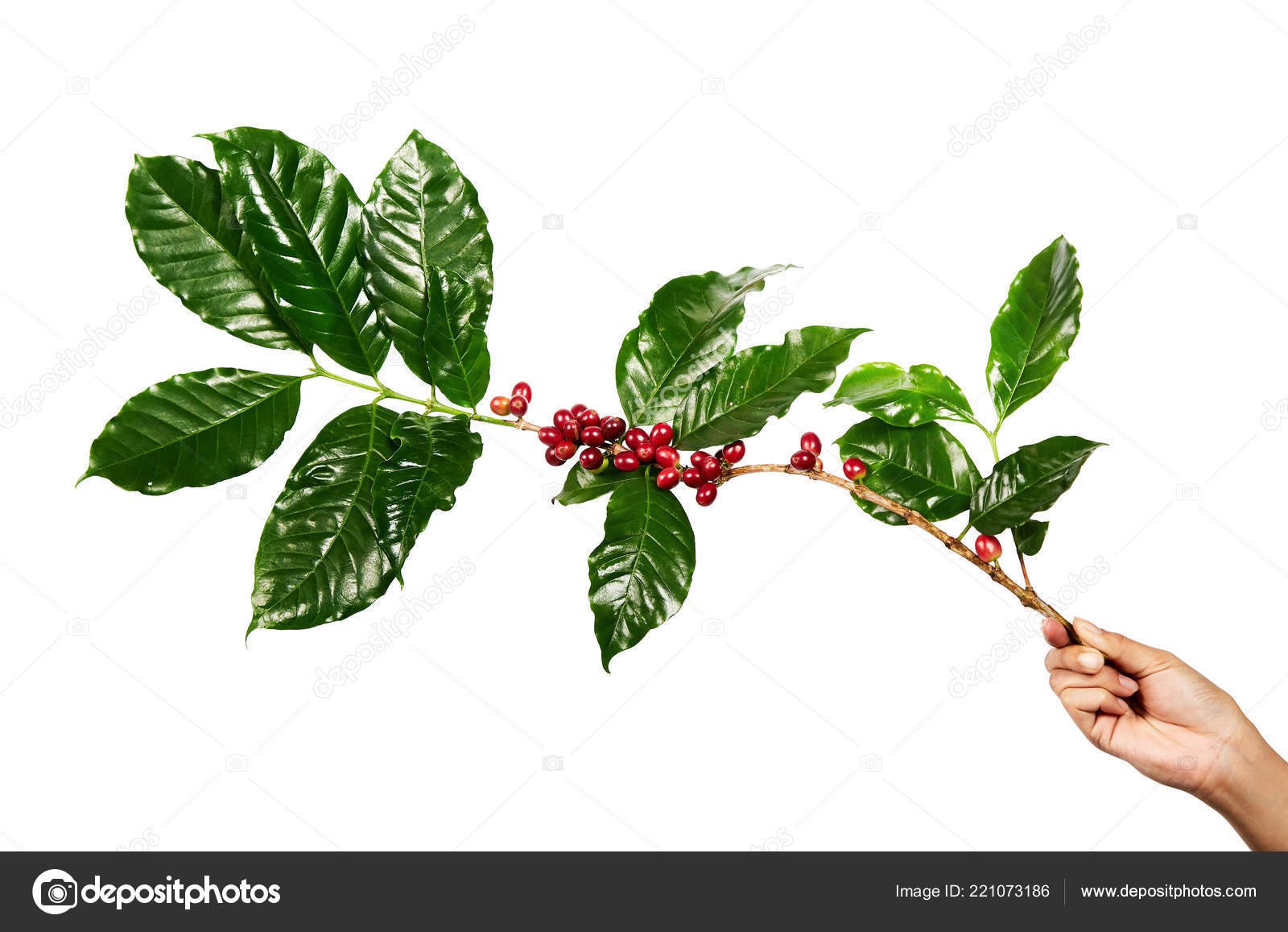 Red Coffee Beans Branch Coffee Tree Leaves Ripe Unripe Coffee Stock ...