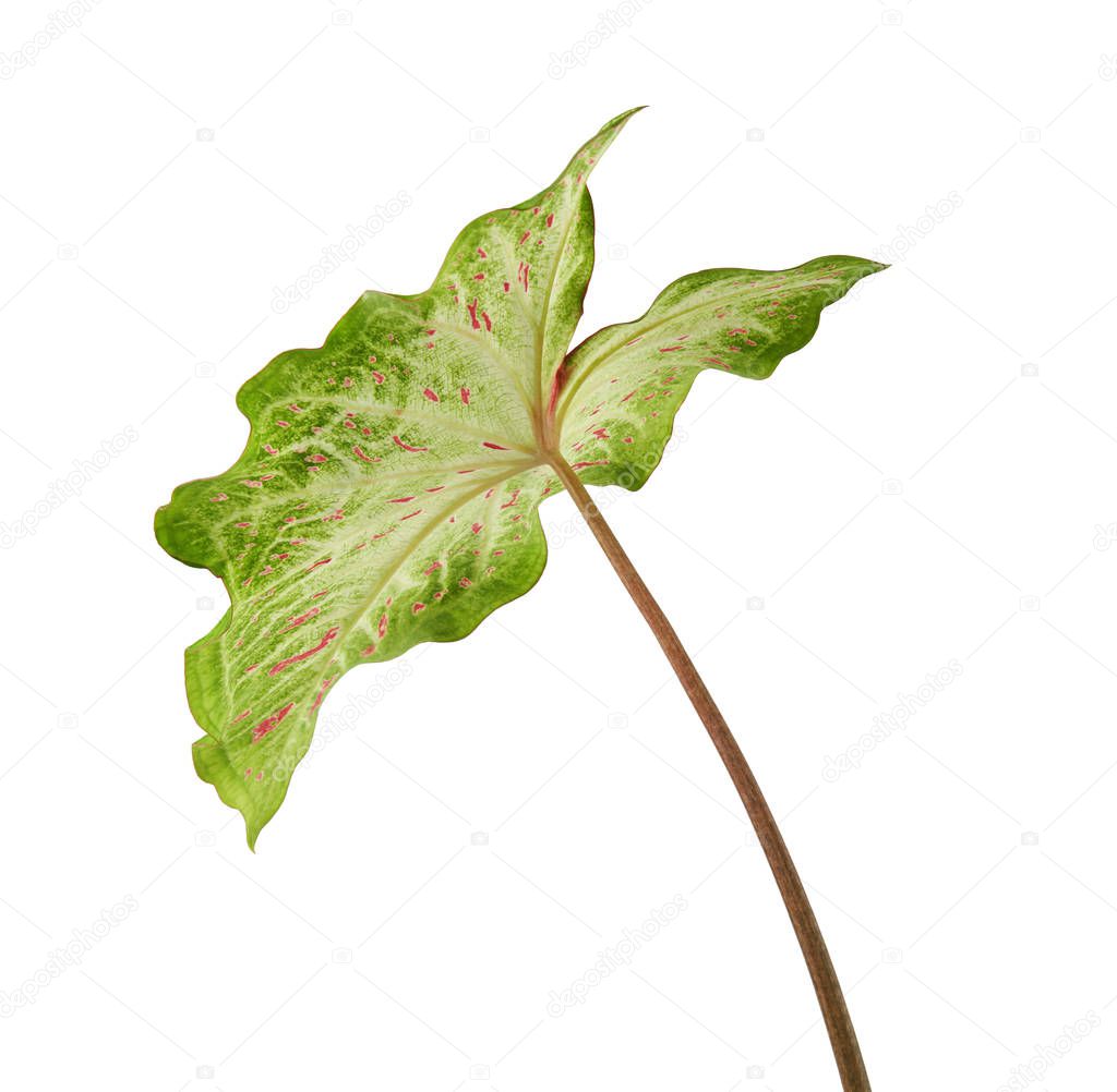 Caladio bicolor con hoja blanca y venas verdes (Gingerland caladium ...