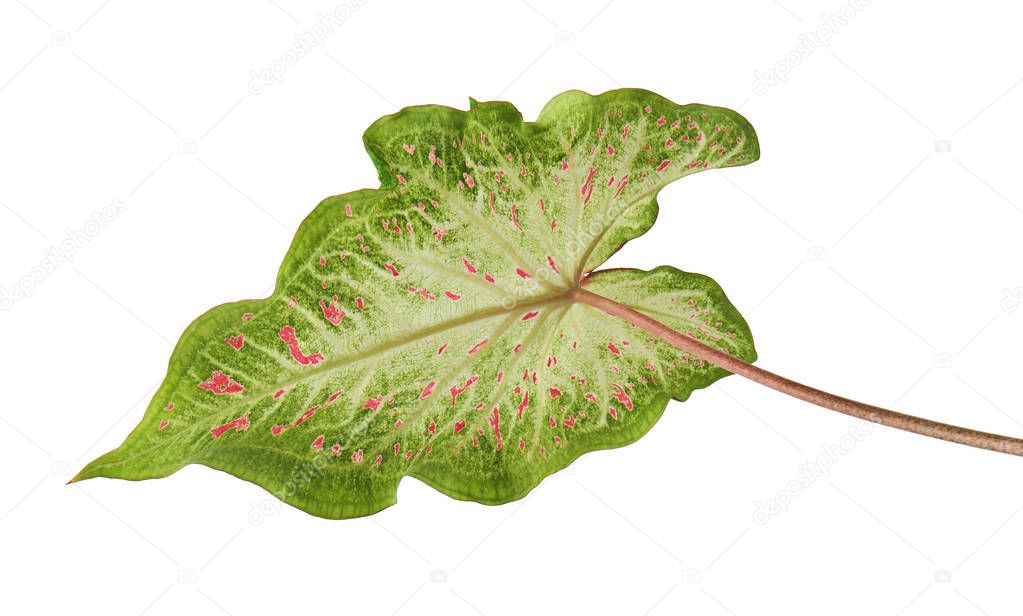 Caladio bicolor con hoja blanca y venas verdes (Gingerland caladium ...