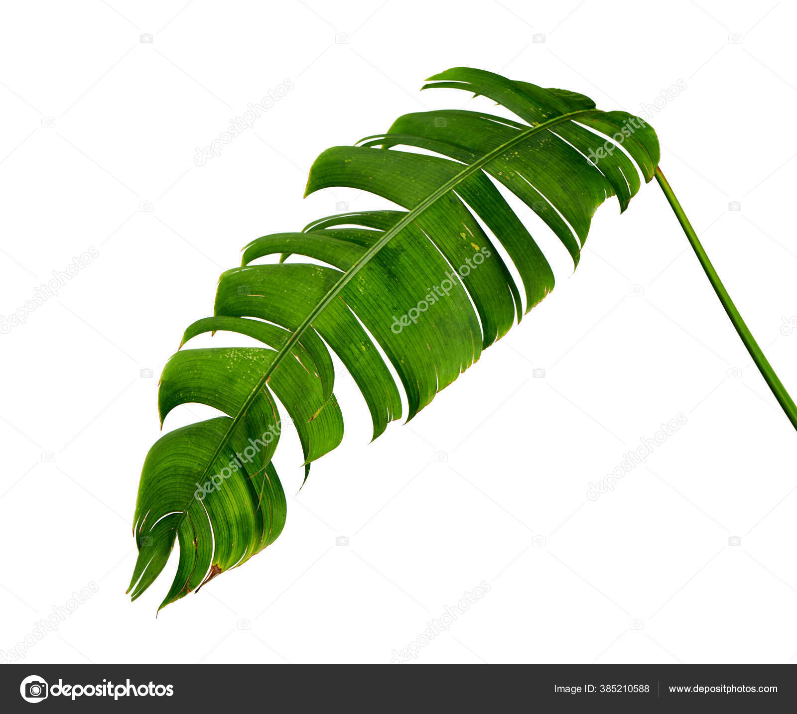 Heliconia Chartacea Leaves Tropical Leaf Bird Paradise Foliage Isolated ...