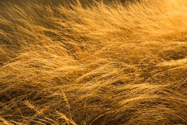 Golden grasslands Stock Photos, Royalty Free Golden grasslands Images ...