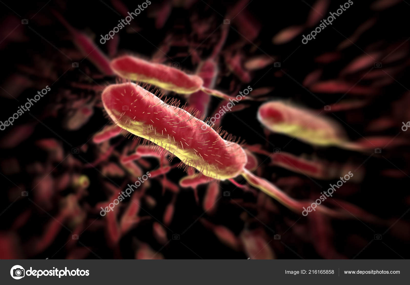 Vibrio Cholerae Gram Stain