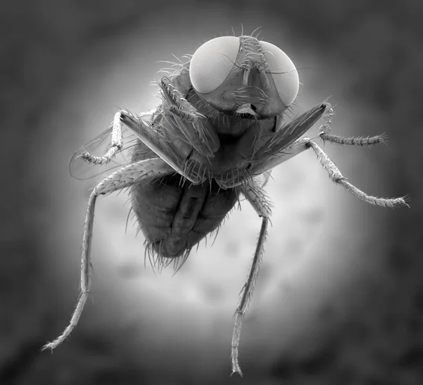 Fly Under Microscope