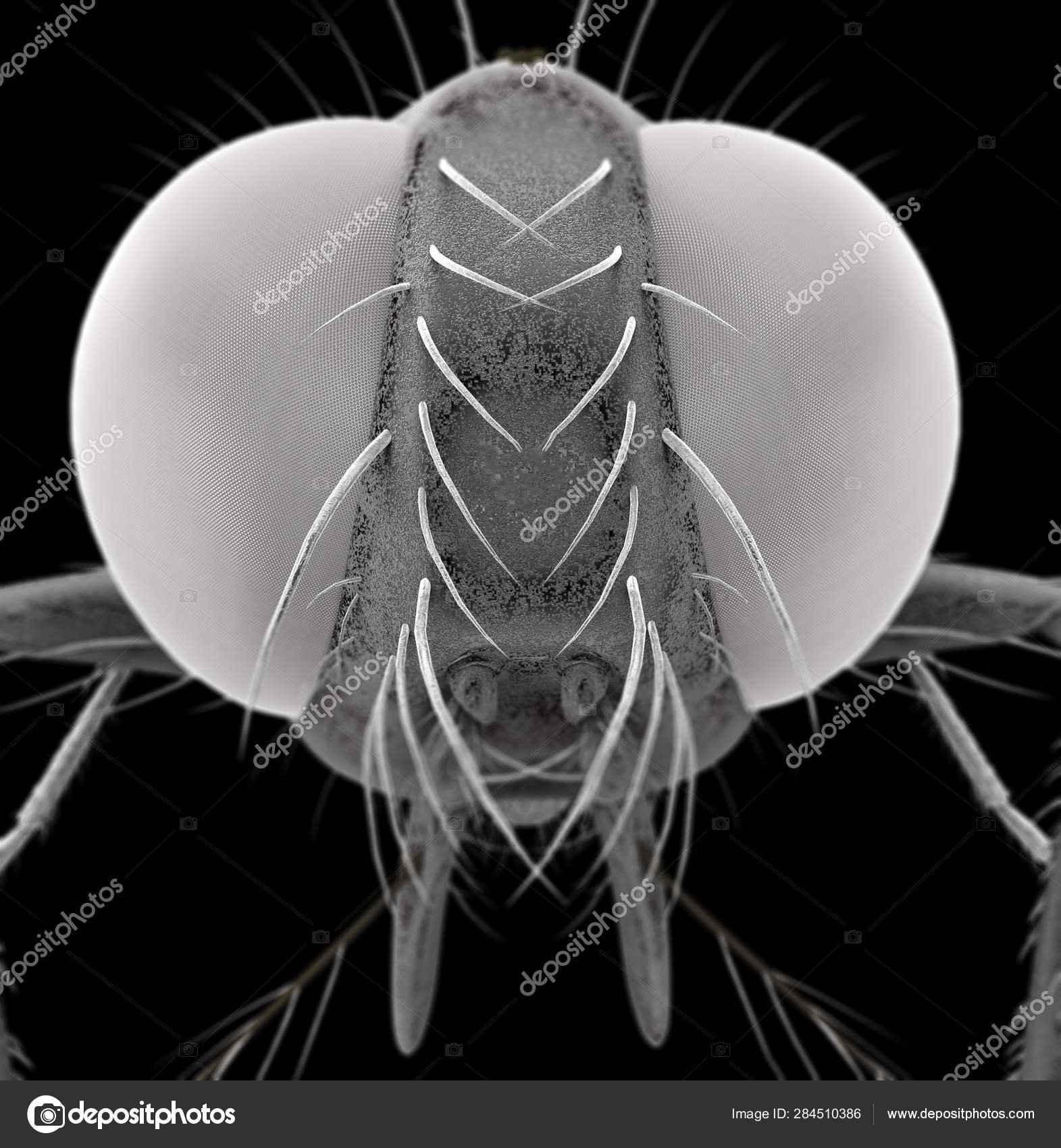 Fly Under A Microscope
