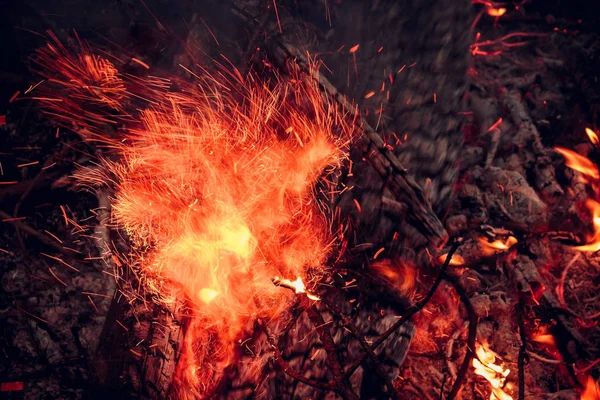 Burning bush Stock Photos, Royalty Free Burning bush Images | Depositphotos