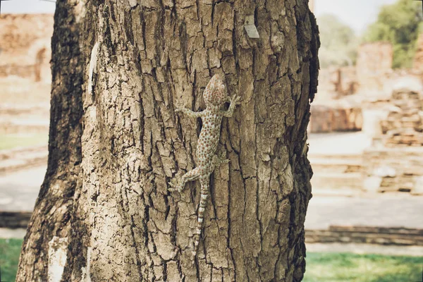 Gecko de bronze gigante Stock Photos, Royalty Free Gecko de bronze ...