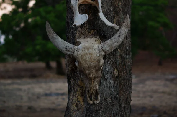 Gaur - Indian bison, skull and bones Stock Photo by ©cookelma 49876465