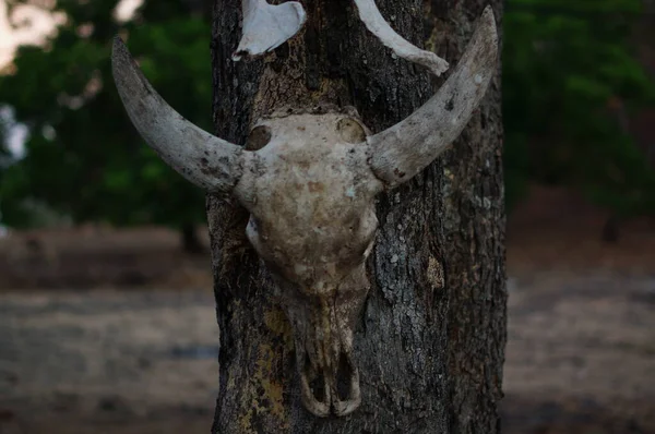 Gaur - Indian bison, skull and bones Stock Photo by ©cookelma 49876465