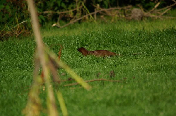 Creeping vole Stock Photos, Royalty Free Creeping vole Images ...